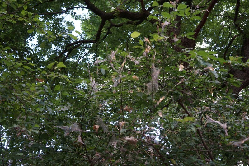 A Tree Covered with Cobwebs, and Cocoons with Caterpillars Hang on it ...