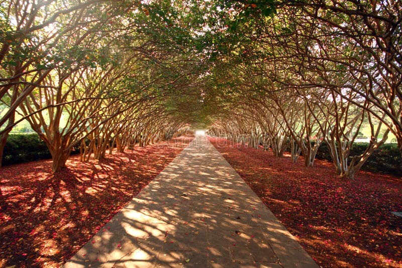 Tree-covered driveway stock photo. Image of landscaped - 10878088