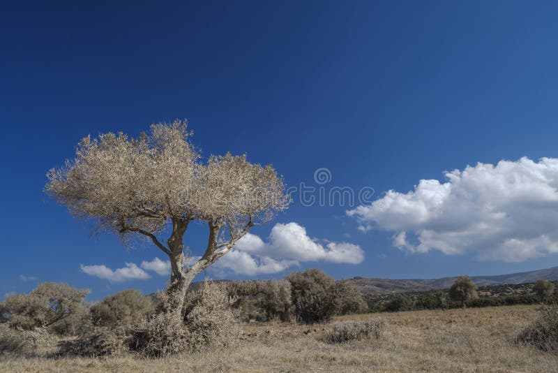 Tree is Covered in Dust and Became White Stock Photo - Image of blue ...