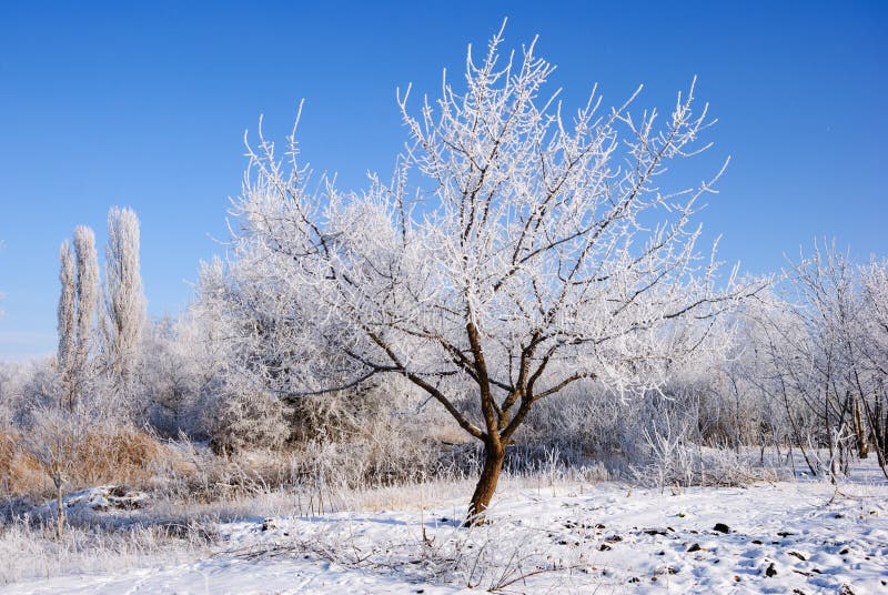 A Tree Covered with Frost on a Frosty Sunny Morning Stock Image - Image ...