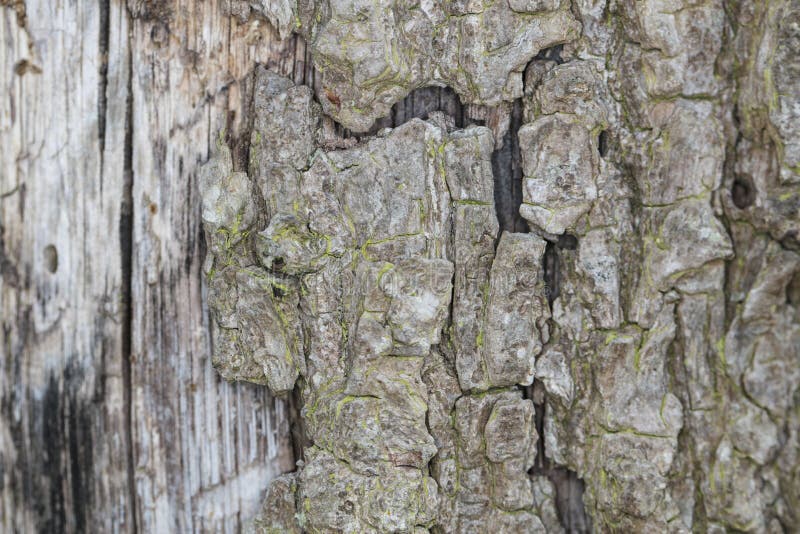 Tree Covered Half with Bark Stock Photo - Image of bark, covered: 124765672