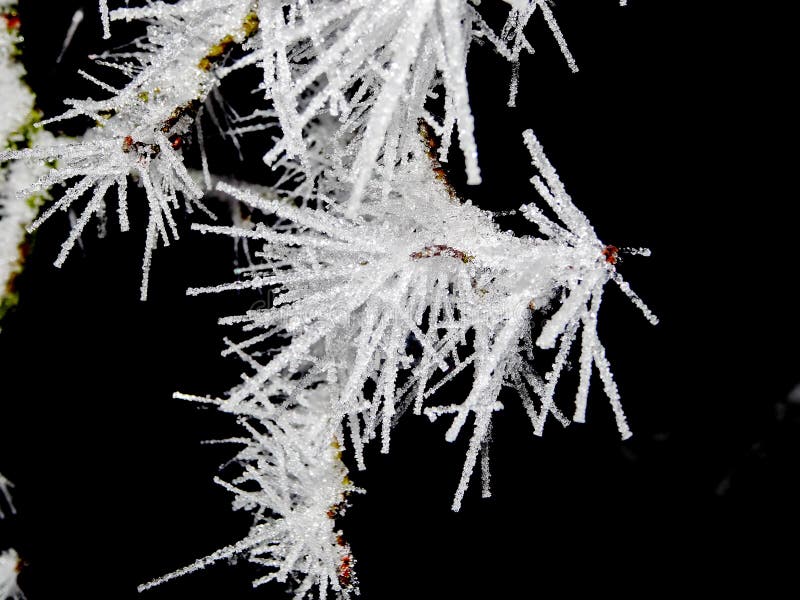 Tree Covered with Hoar Frost Close-up Stock Image - Image of nature ...