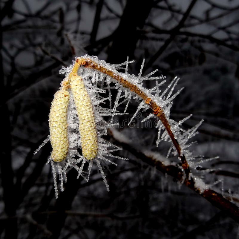 Tree Covered with Hoar Frost Close-up Stock Photo - Image of december ...