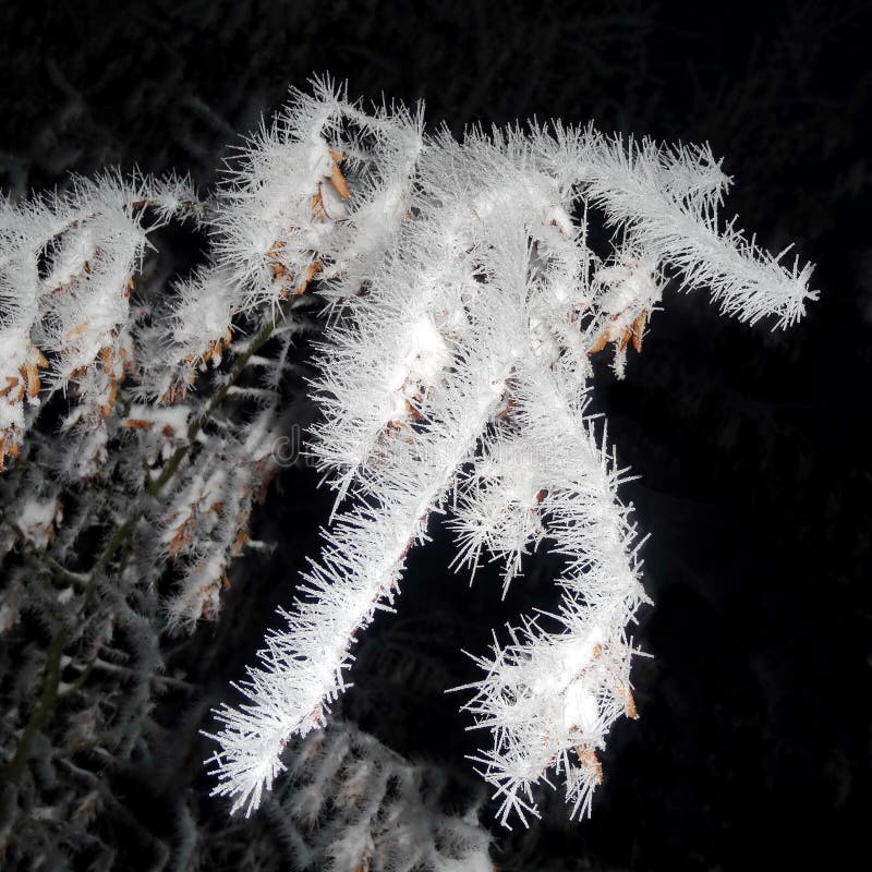Tree Covered with Hoar Frost Close-up Stock Image - Image of breeze ...