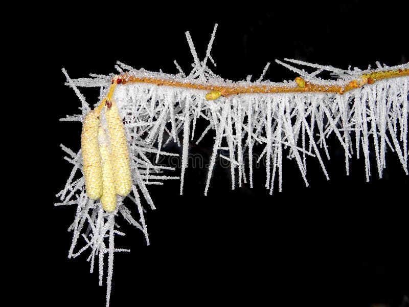 Tree Covered with Hoar Frost Close-up Stock Photo - Image of closeup ...