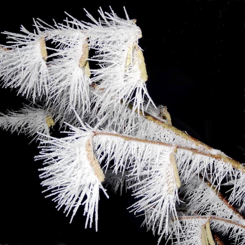 Tree Covered with Hoar Frost Close-up Stock Photo - Image of hoarfrost ...