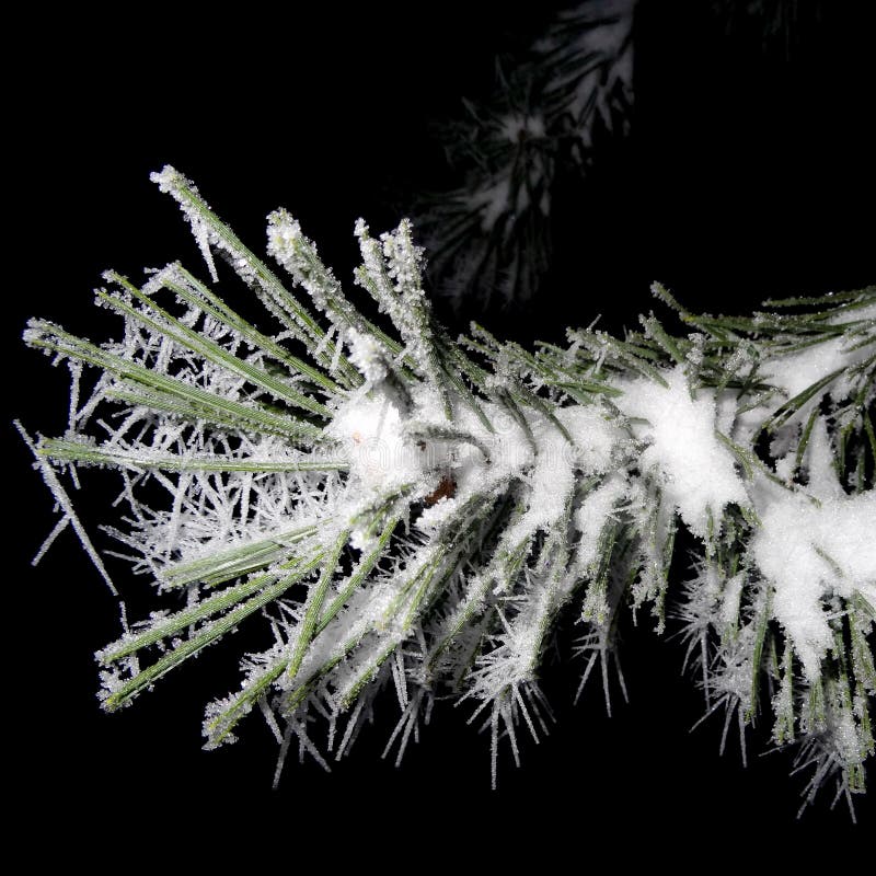 Tree Covered with Hoar Frost Close-up Stock Photo - Image of cold ...