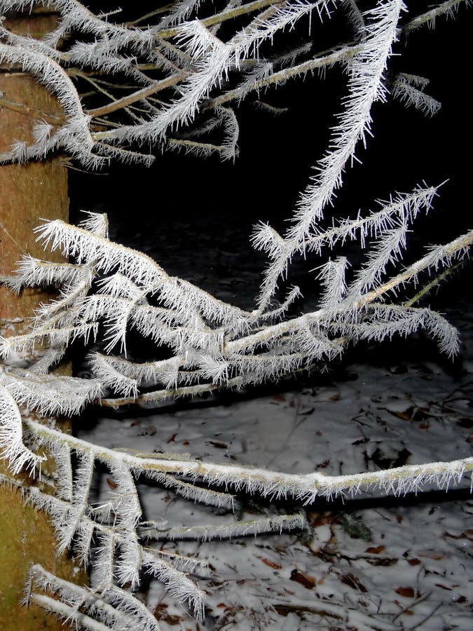 Tree Covered with Hoar Frost Close-up Stock Image - Image of beauty ...