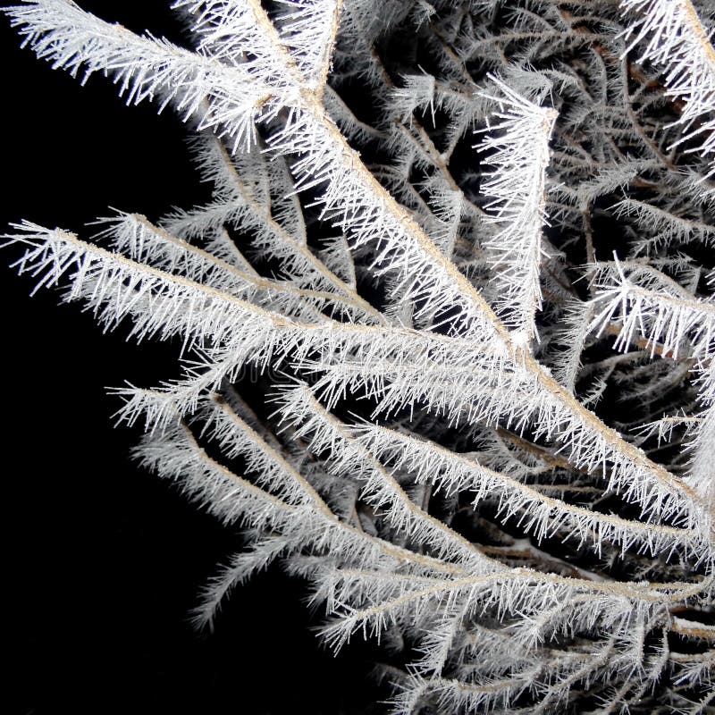 Tree Covered with Hoar Frost Close-up Stock Image - Image of frost ...