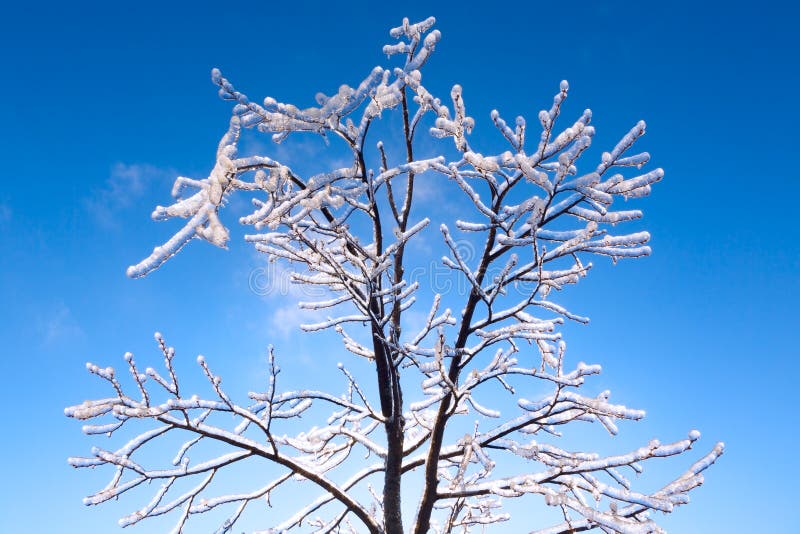 Tree covered with Ice stock photo. Image of branch, daylight - 36678048