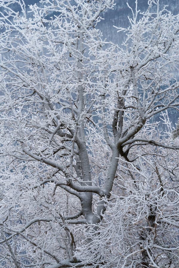 Tree covered in ice stock photo. Image of cool, freezing - 123309510
