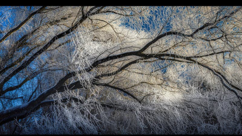 Tree Covered in Ice Sparkling in Winter Sunlight Creating a Beautiful ...