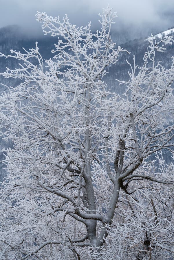 Tree covered in ice stock image. Image of plant, effect - 123315435