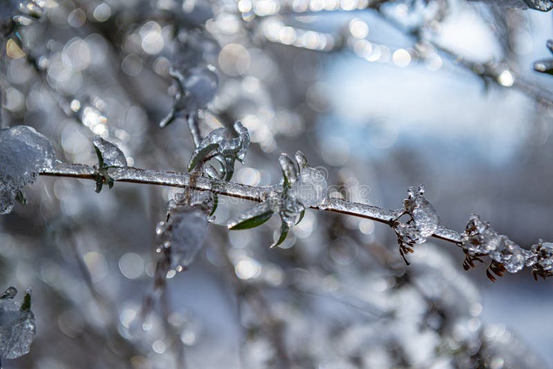 Tree Covered with Ice in Winter Stock Photo - Image of backdrop, leaf ...