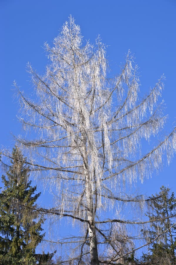 Tree covered by icicles stock image. Image of outdoor - 38336785