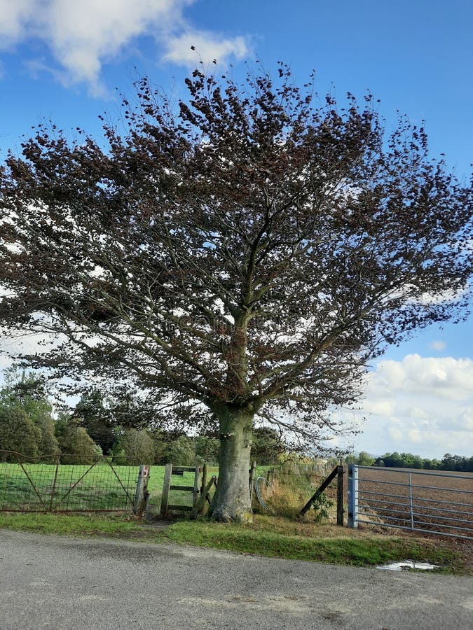 A tall magnificent Tree stock image. Image of magnificent - 239577955