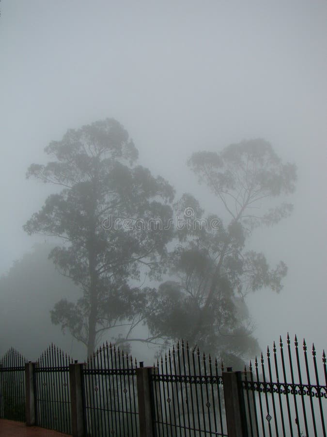 Tree covered in mist stock image. Image of nature, vague - 45169327