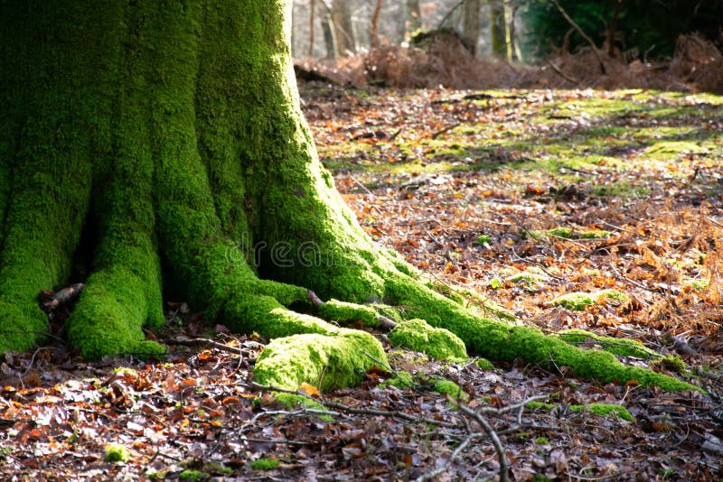 Tree Covered in Moss in Autumn Stock Image - Image of nature, botany ...
