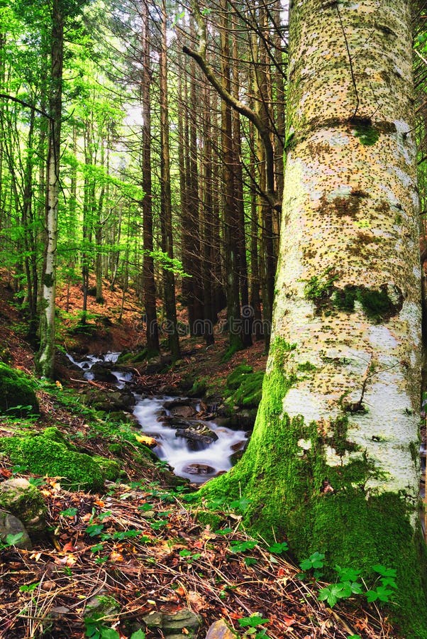Tree covered by musk stock image. Image of blue, autumn - 15343747