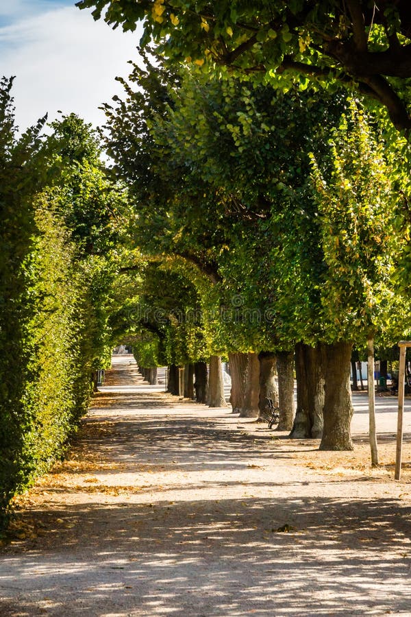 Tree Covered Path in the Fall Stock Photo - Image of colorful, light ...