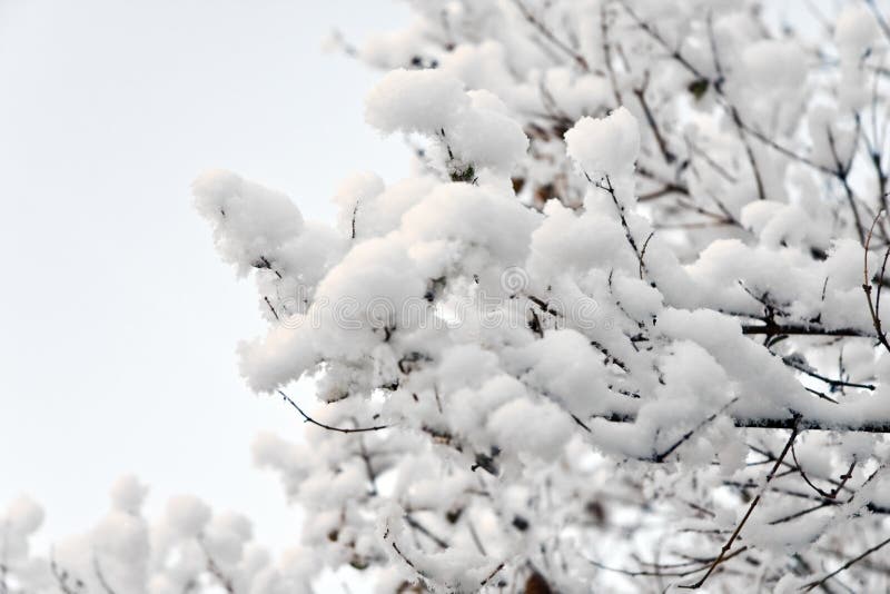 Snow-covered tree stock image. Image of thick, frozen, snowy - 960439