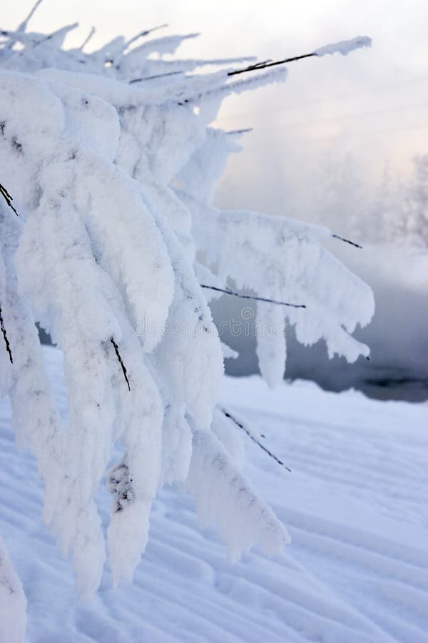 Tree covered snow stock photo. Image of frost, myth, landscape - 6637514