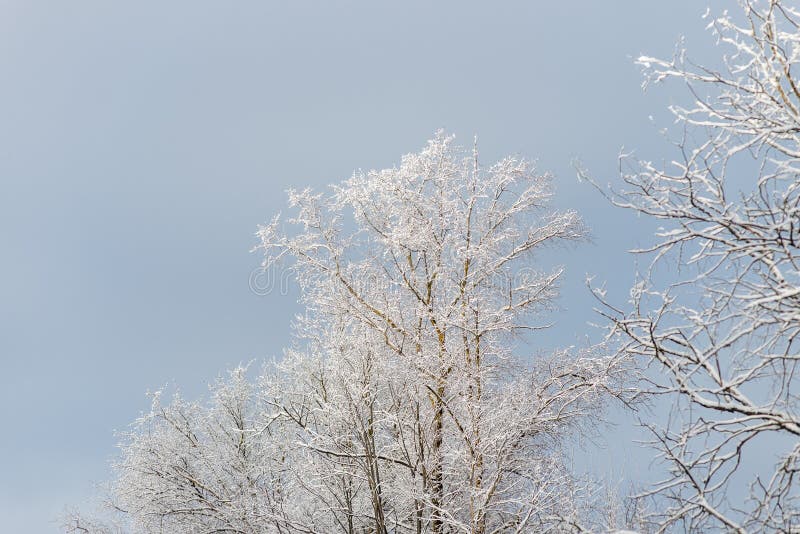 Tree Covered in Snow with a Blue Sky in the Background Stock Image ...