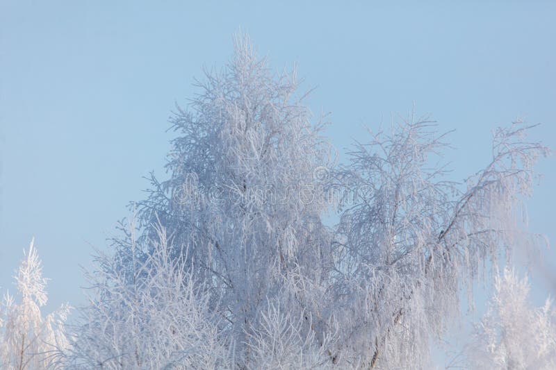 A Tree Covered in Snow with a Blue Sky in the Background Stock Photo ...