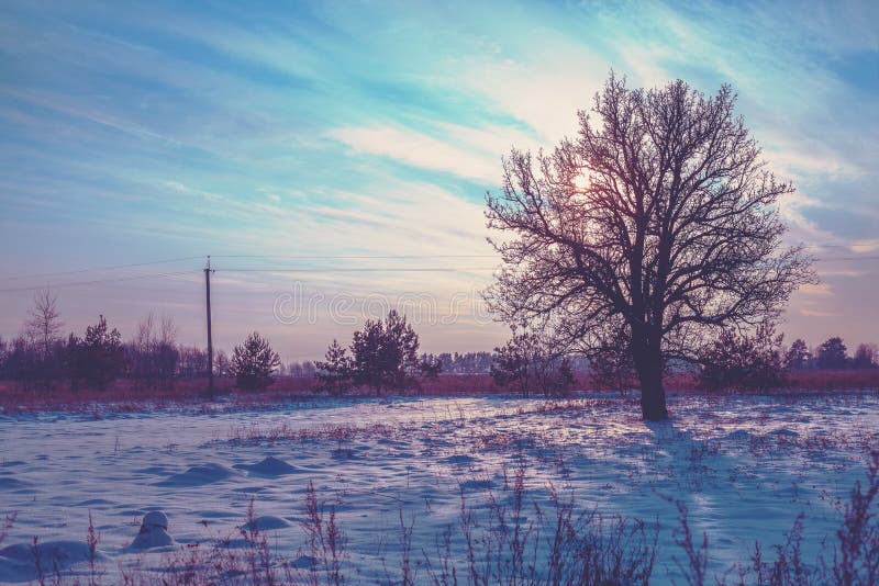 Tree Covered with Snow on the Field Stock Image - Image of light ...