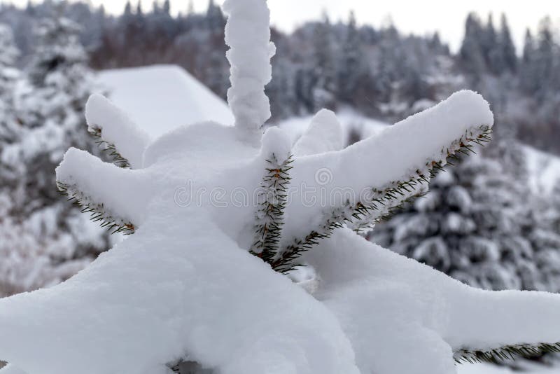 The Tree is Covered with a Thick Layer of Snow Stock Photo - Image of ...
