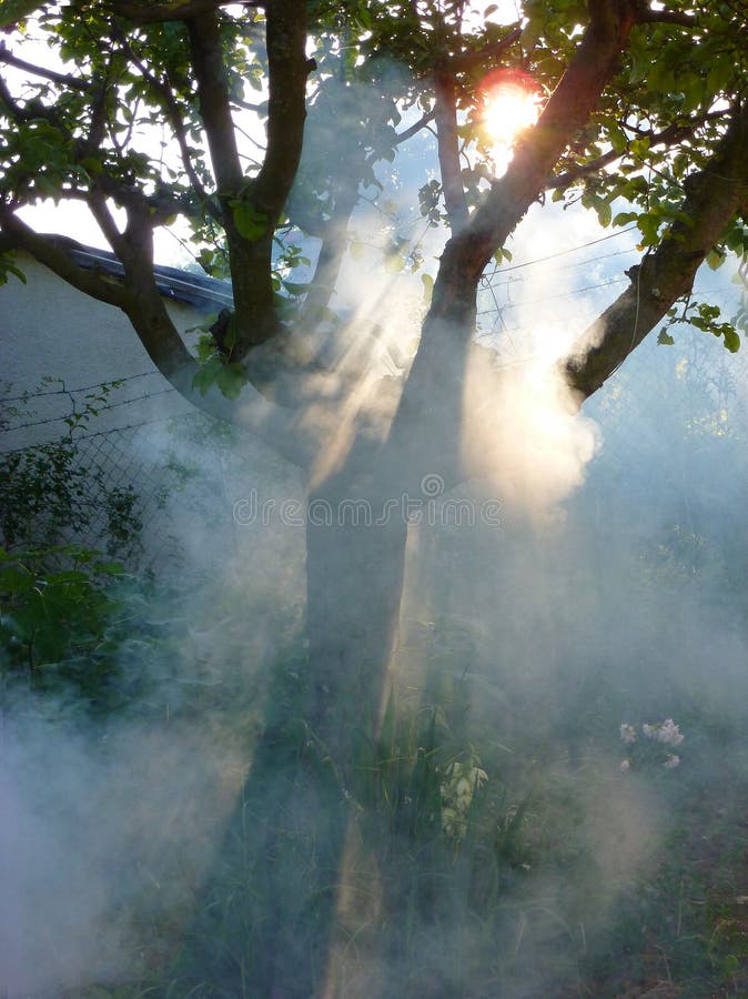 Tree Covered in a Thick Wall of Smoke Stock Photo - Image of surrounded ...