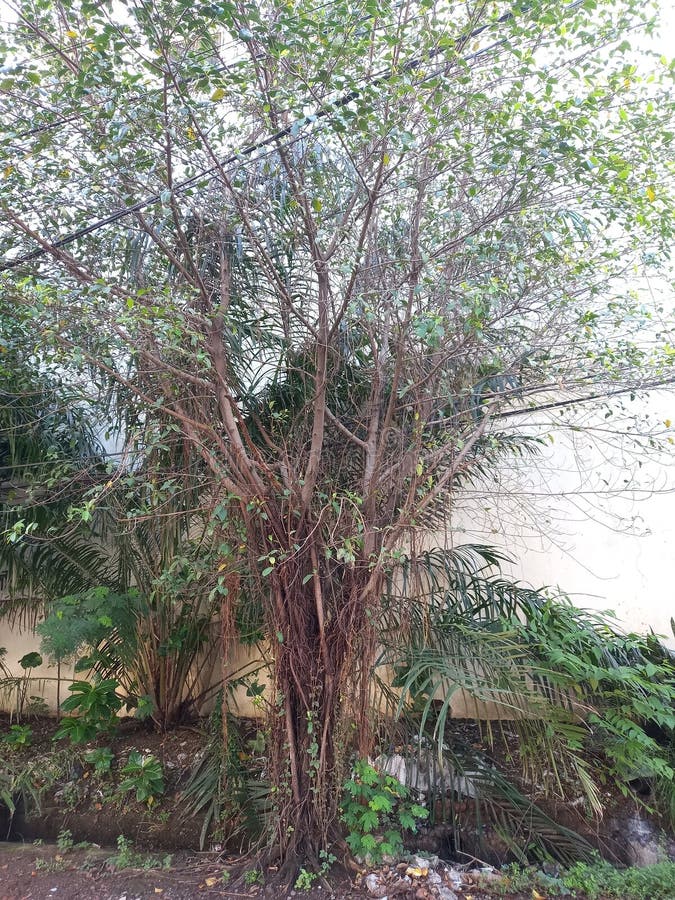 A Tree Covered in Vine Roots with Sparse Leaves Stock Image - Image of ...