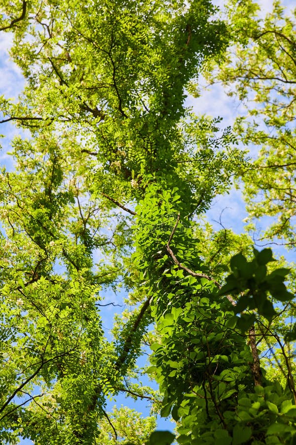 Tree covered in vines stock photo. Image of bright, forest - 231501136