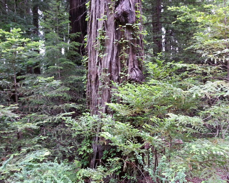 Amazing Tree Covered Vines Stock Photos - Free & Royalty-Free Stock ...