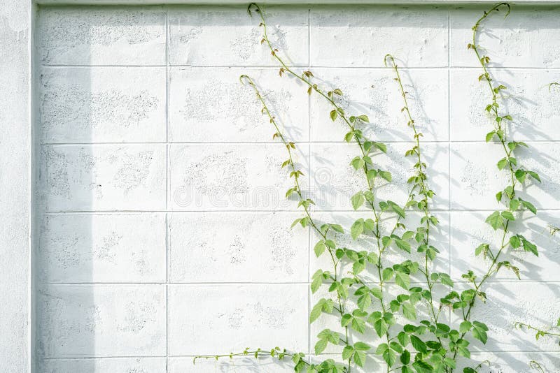 Tree covered wall stock image. Image of foliage, outdoor - 196515943