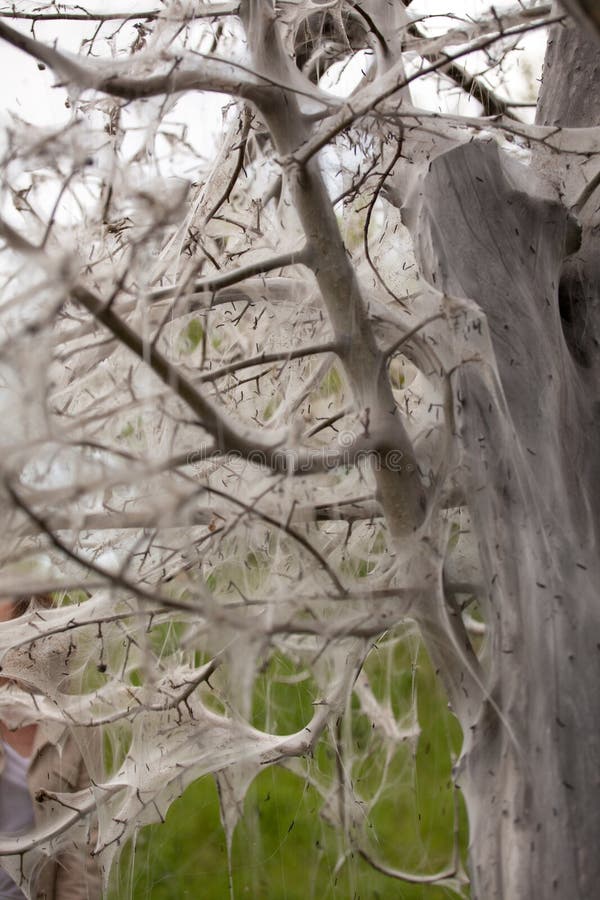 Beaver carnage stock image. Image of gnawed, rodent, nature - 999383