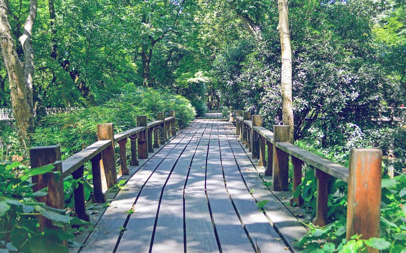 A Tree Covered Wood Pathway in a Sunny Day Stock Image - Image of ...