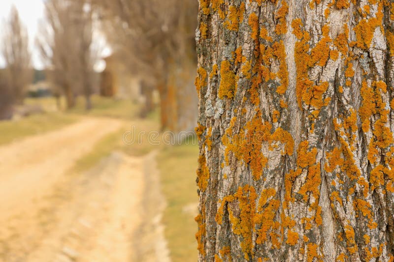 Tree Covered in Yellow Mold Situated in a Rural Setting Stock Image ...