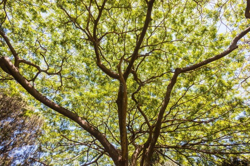 Tree Covering Branches Leaves Stock Photo - Image of covering, trees ...