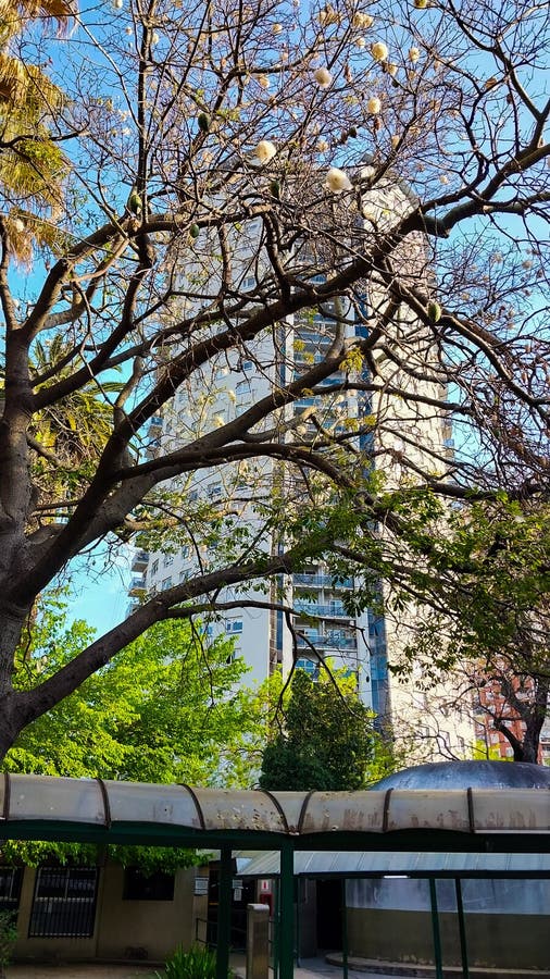 Tree Covering a Building with Its Branches Stock Photo - Image of ...