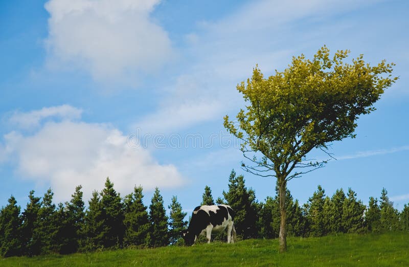 Tree and a cow stock image. Image of meadow, field, agriculture - 10527447