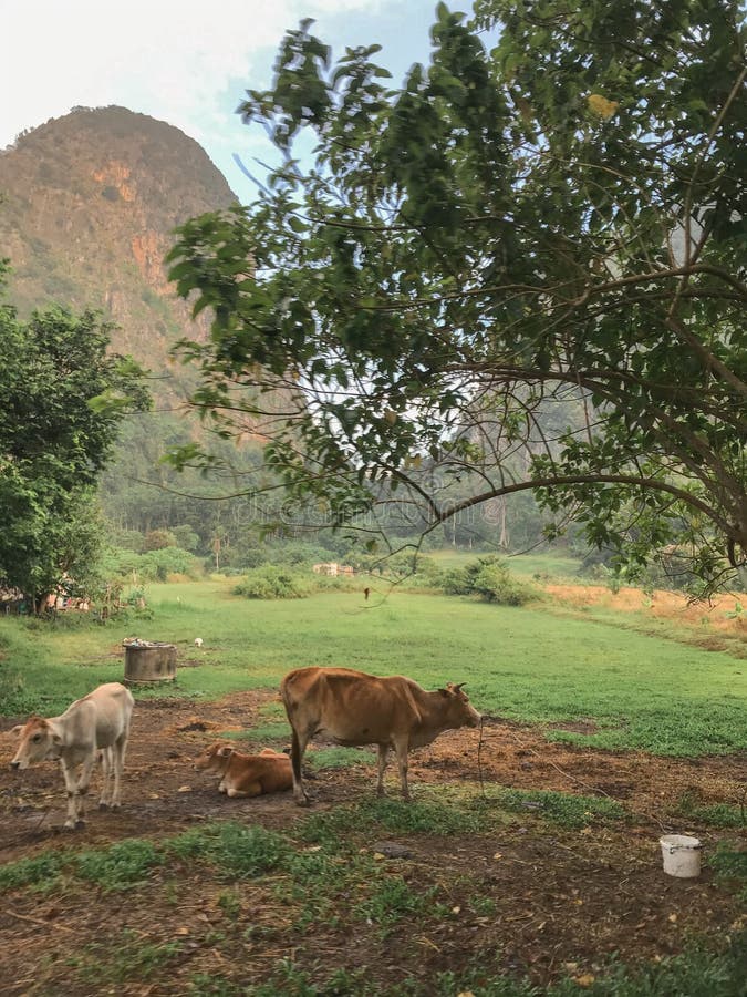 Tree and cow stock photo. Image of wildlife, plant, nature - 205896544