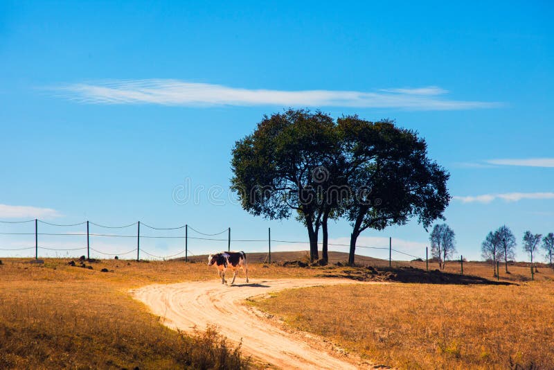 Tree cow grasslands stock image. Image of cloud, grass - 56802417