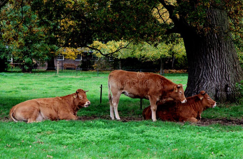 Tree Cow Resting in the Fields Stock Photo - Image of countryside ...