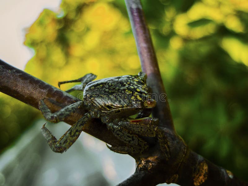Tree Crab on a Branch of a Tree Climbing Up Stock Photo - Image of ...
