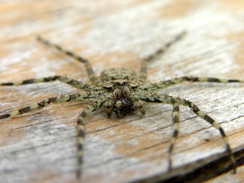 Tree Crab Spider 3 stock photo. Image of ladybird, crustaceans - 54546818