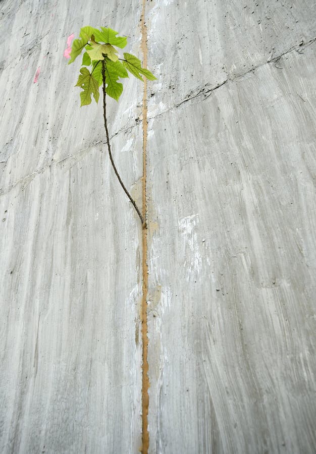 Tree on the crack wall, stock image. Image of background - 53341311