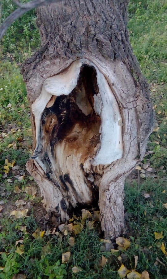 Tree Cracked by the Hands of the Man Stock Photo - Image of shows, burn ...
