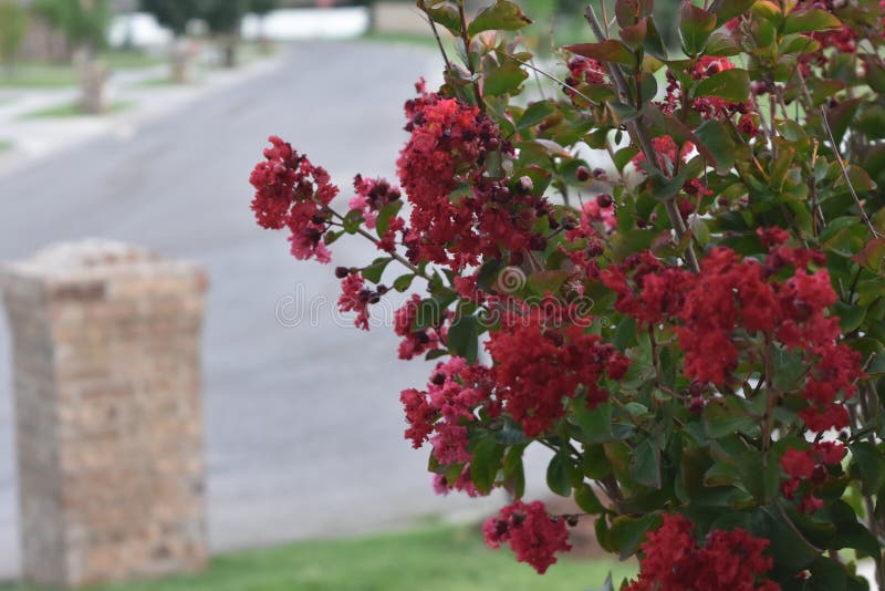 Tree,Crape Myrtle, Red and Pink Flowers Stock Image - Image of oklahoma ...