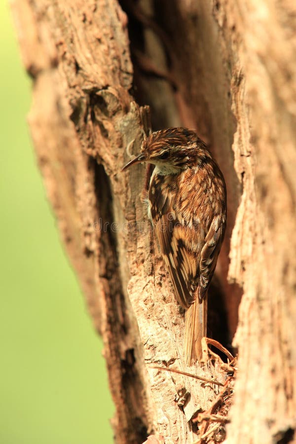 A tree creeper. stock image. Image of nature, brown, wildlife - 11562075